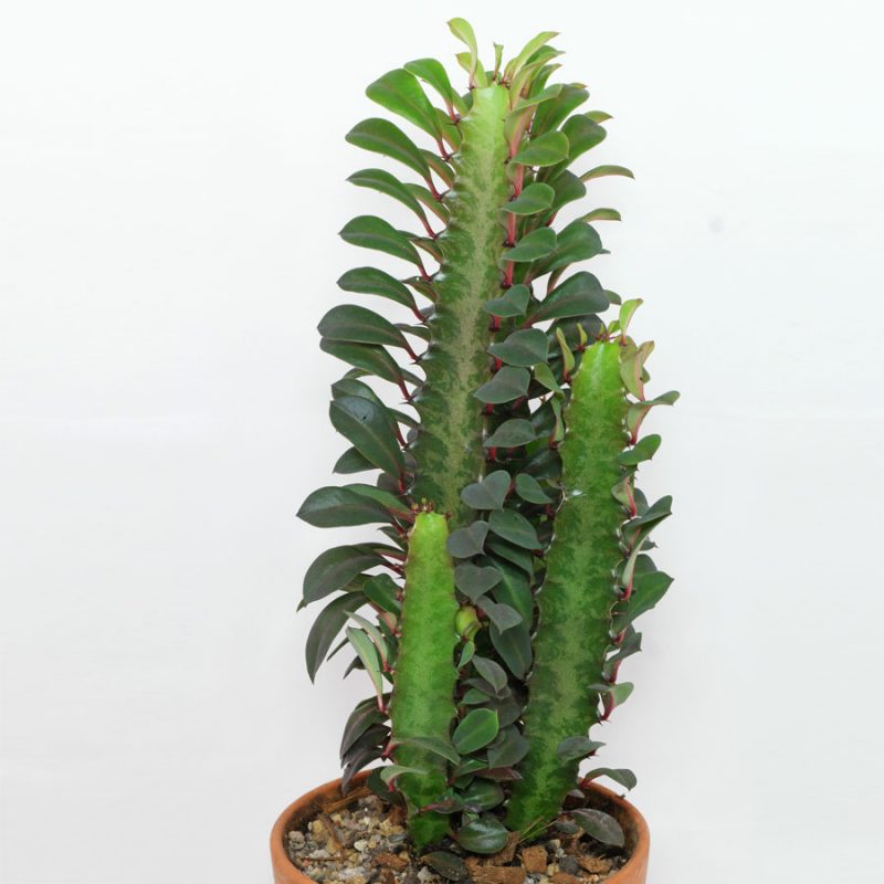 TODO sobre el Cactus Cerebro-San Pedro crestado. ¿Como es, cultivo..