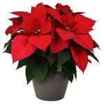 TODO sobre la Flor de Navidad - Poinsetia (Euphorbia pulcherrima)