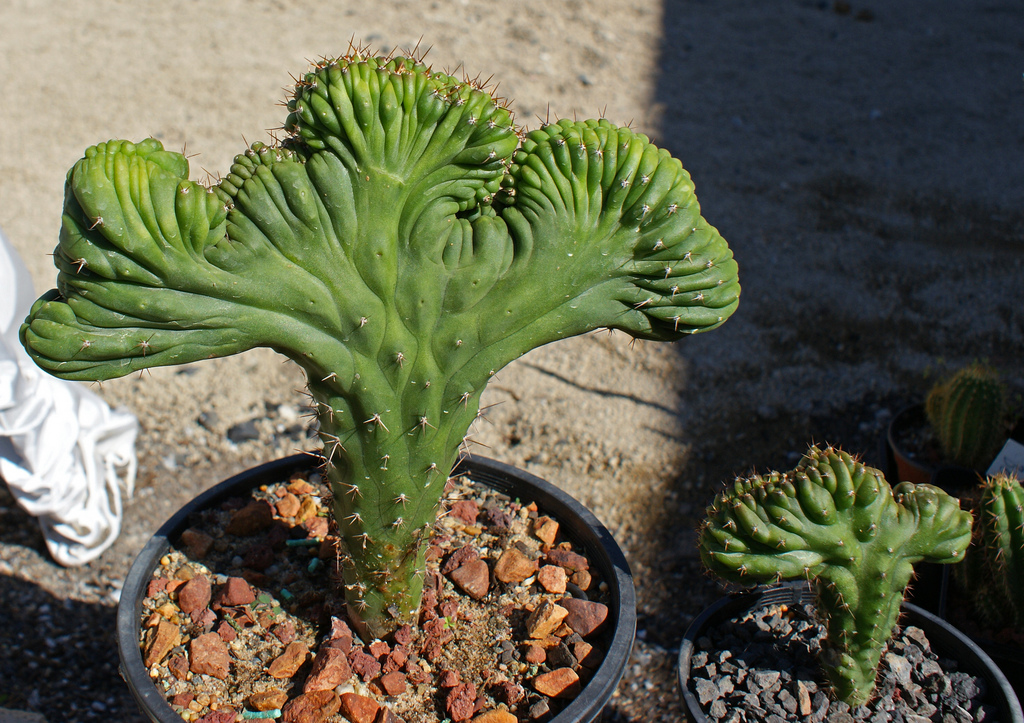 TODO sobre el Cactus Cerebro-San Pedro crestado. ¿Como es, cultivo..