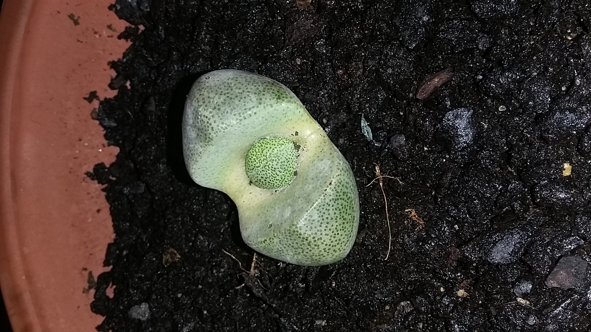 TODO sobre el Lithops o Cactus piedra - ¿Como son, cultivo, etc...