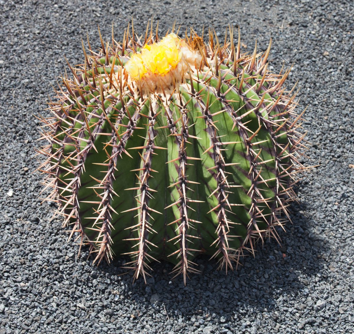 TODO sobre el cactus del Echinocactus platycanthus. ¿Cómo son, etc