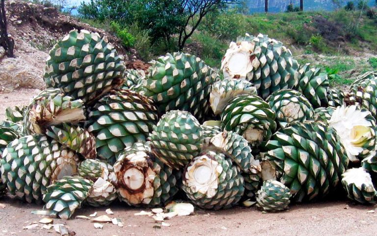 TODO sobre el Agave potatorum - Tobalá ¿Como es, cuidados, riego...