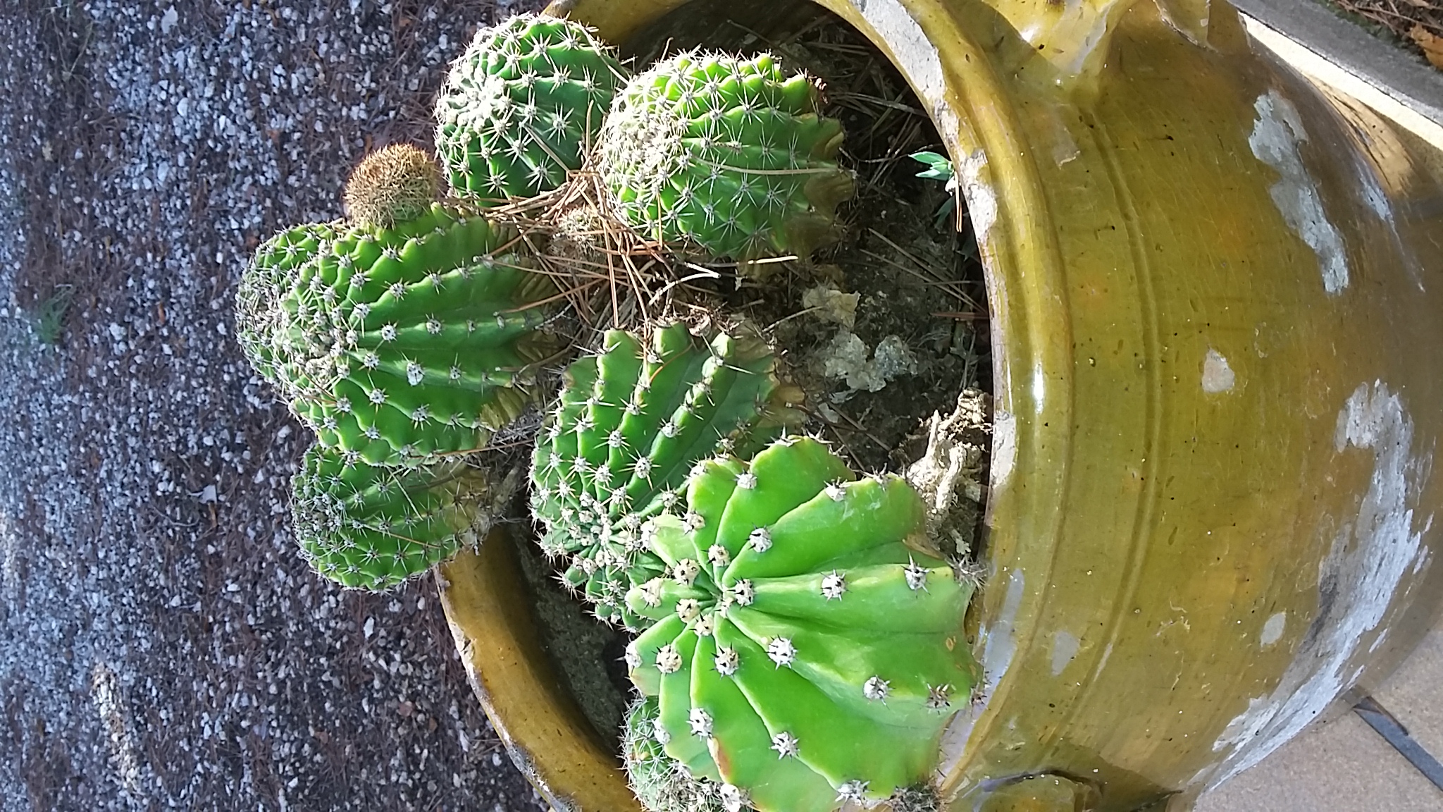 TODO sobre el cactus del Echinopsis oxygona. ¿Cómo son, etc