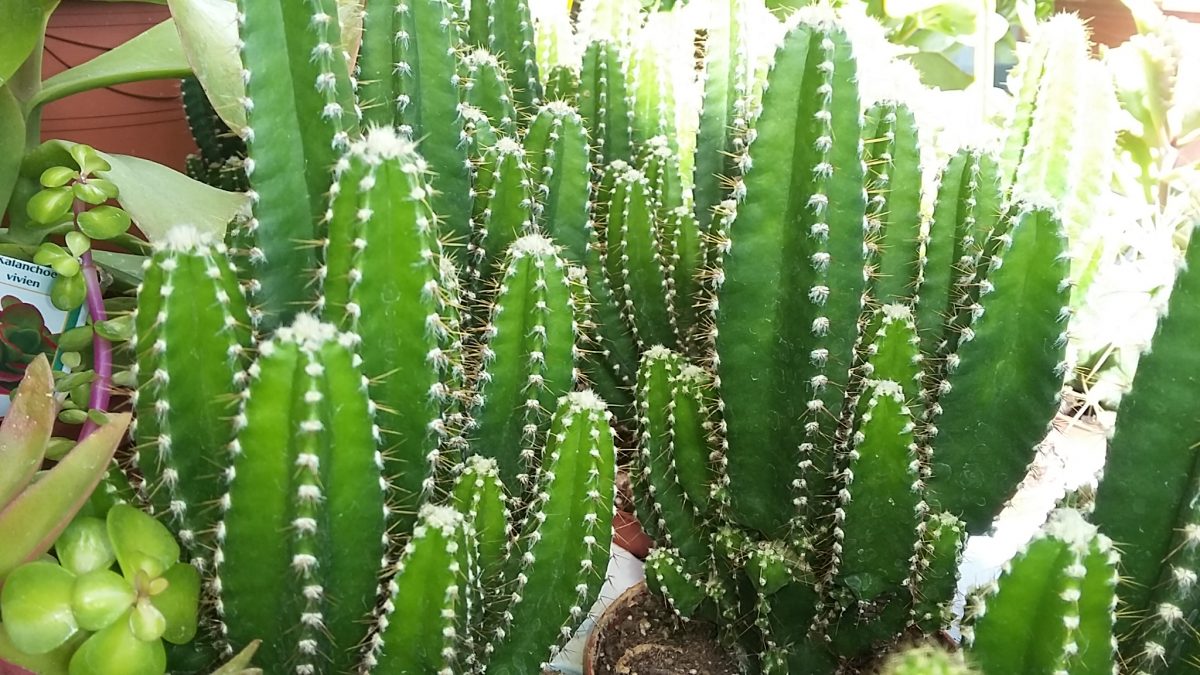 TODO sobre el Género Cereus. ¿Como son, etc...