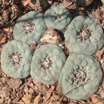 TODO sobre la Lophophora diffusa o falso Peyote. Cómo es, cultivo..